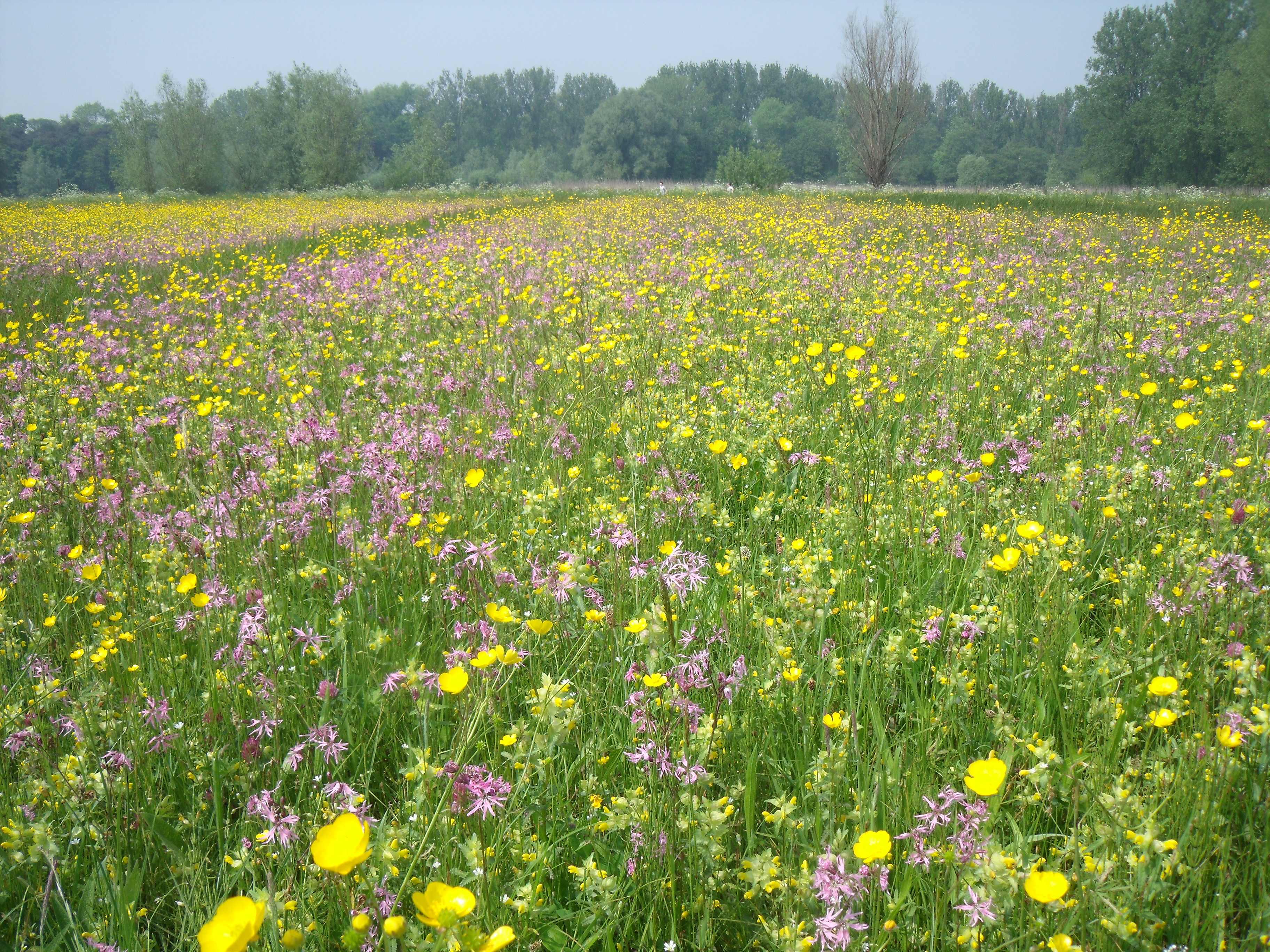 Extra maatregelen voor wilde bestuivers in 21 wildebestuiversreservaten ...