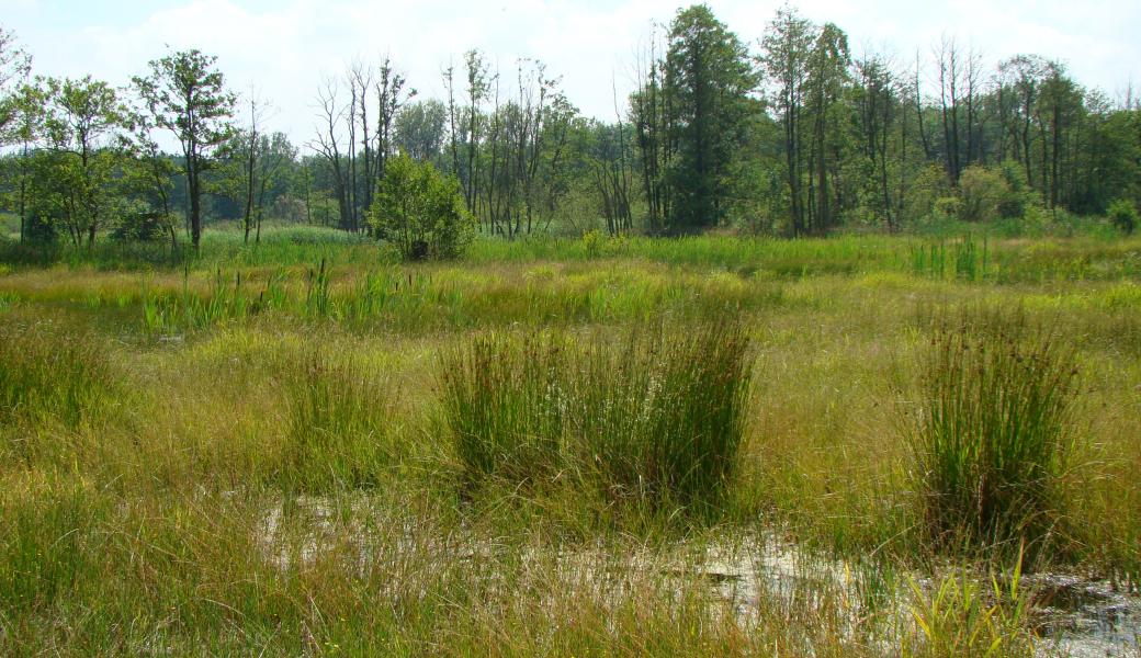 Scheps | Agentschap voor Natuur en Bos