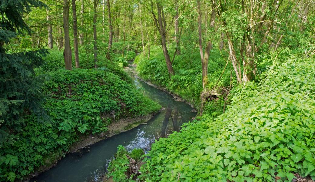 Tangebeekbos | Agentschap voor Natuur en Bos